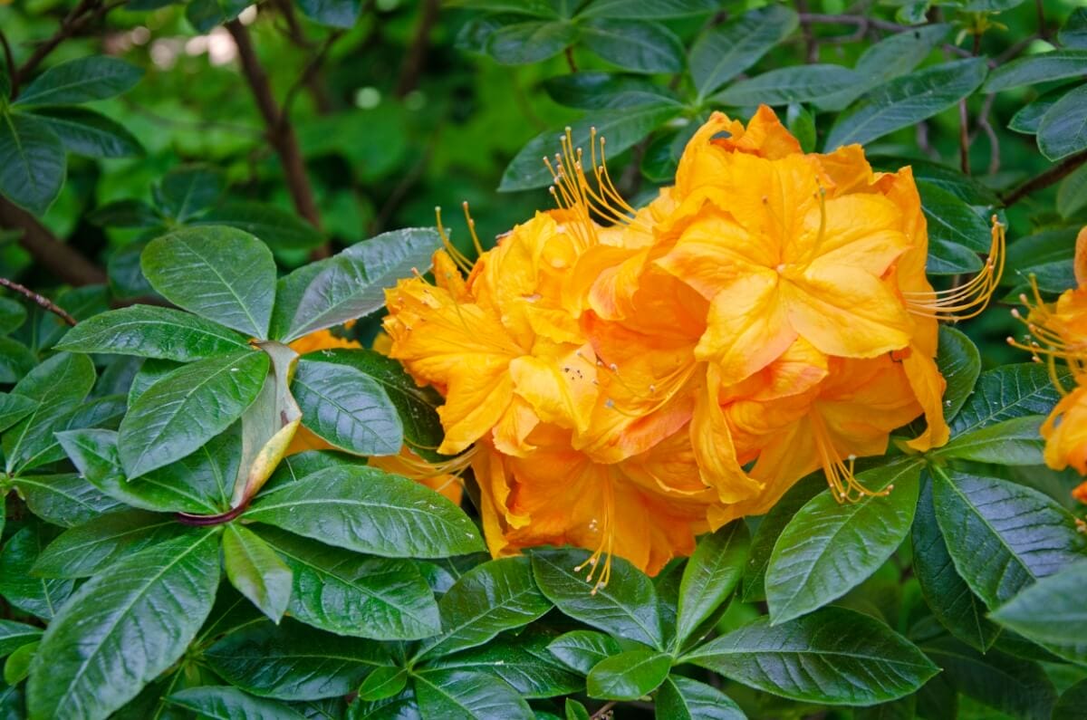 25 Native Georgia Flowers and Plants - Petal Republic