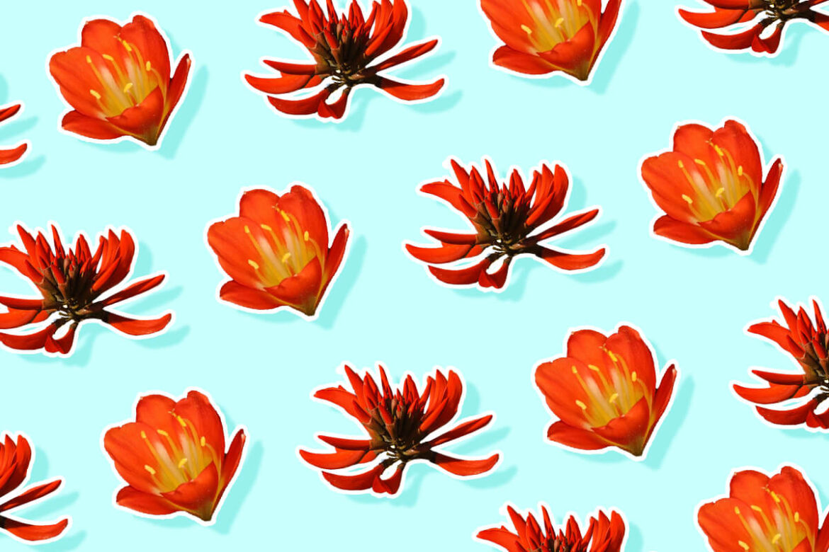 Never Heard of These K-Flowers? You’re About to Fall in Love - Petal ...
