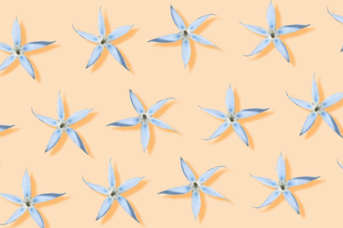 Growing Blue Star Flowers: Tips and Techniques - Petal Republic
