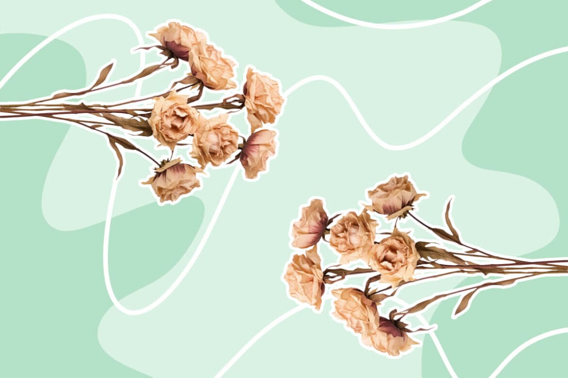 How to Dry and Preserve Carnation Flowers - Petal Republic