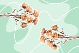 How to Dry and Preserve Carnation Flowers - Petal Republic