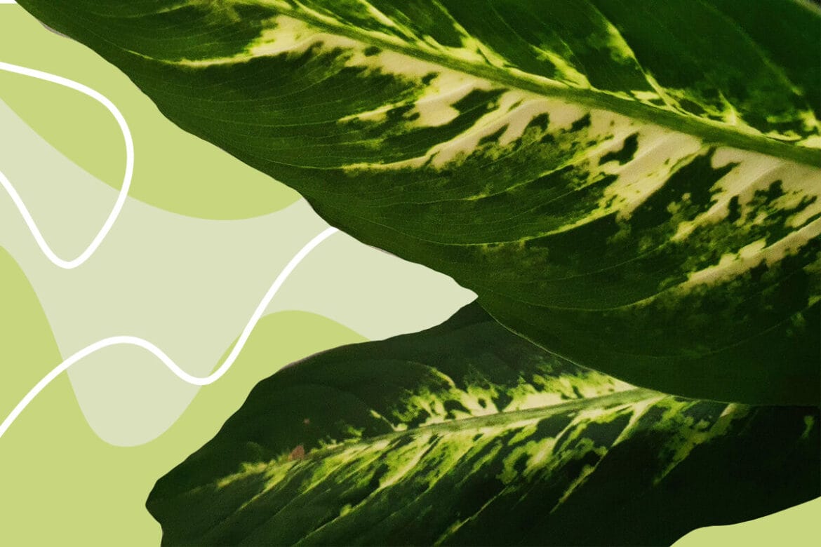 How to Grow and Care for Dumb Cane Plants (Dieffenbachia) - Petal Republic