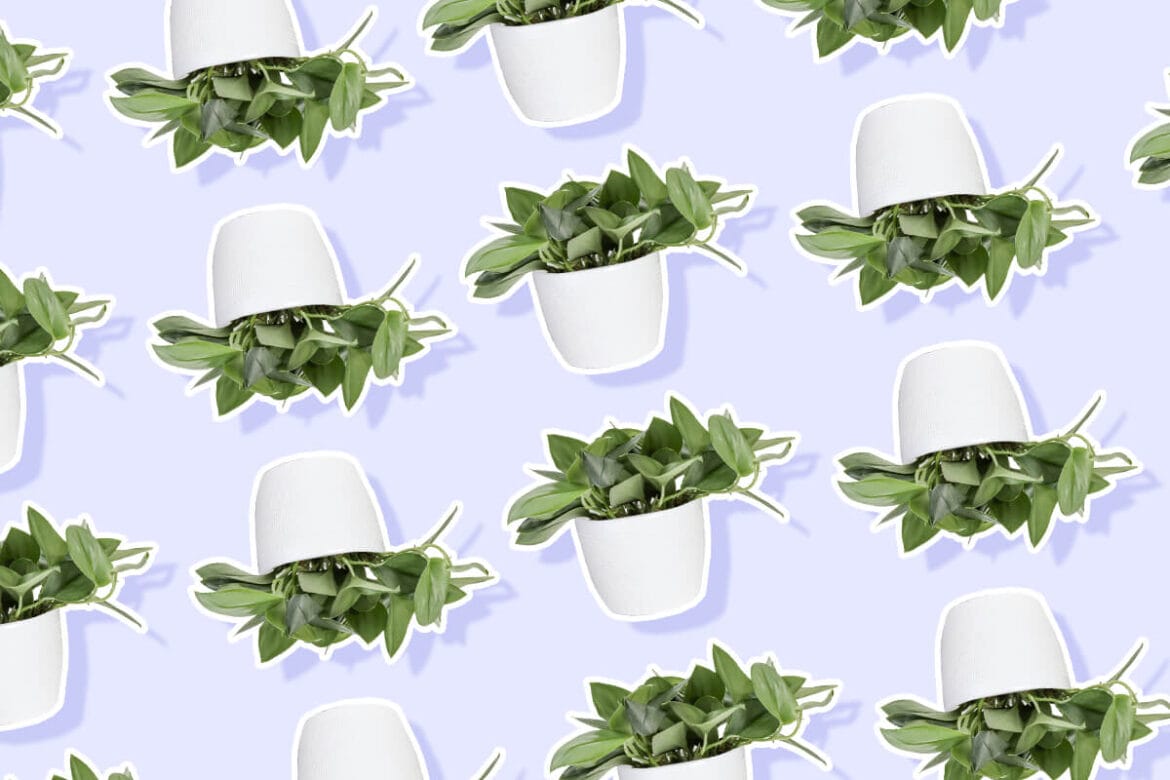 How to Grow and Care for Sterling Silver Scindapsus - Petal Republic