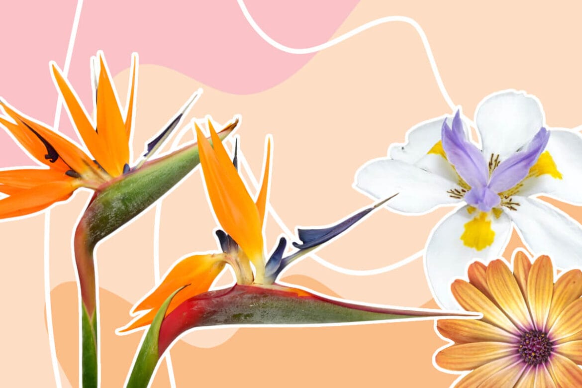 50 Native African Flowers and Plants to Admire - Petal Republic