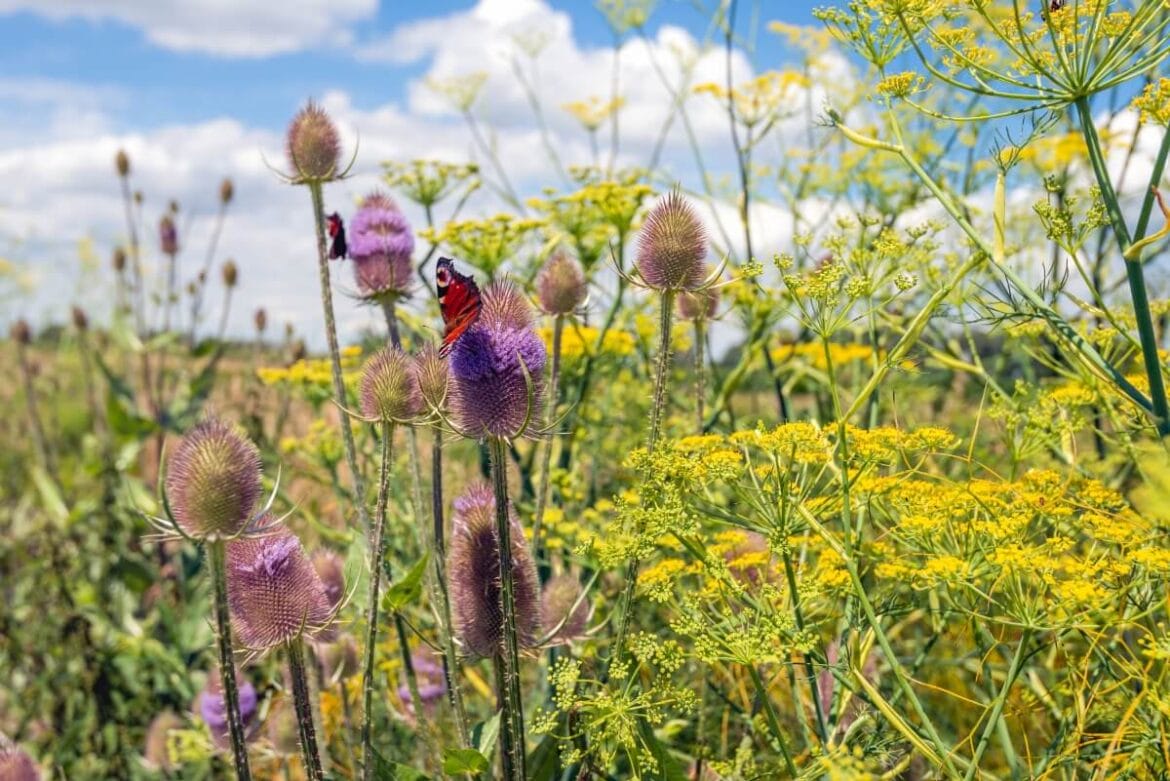 The Ultimate ‘T’ Flower List: Rare, Radiant, and Totally Unexpected ...