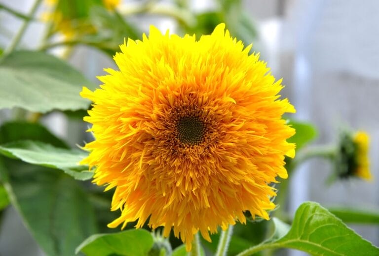 The Ultimate ‘T’ Flower List: Rare, Radiant, and Totally Unexpected ...
