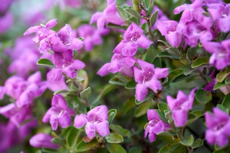 The Ultimate ‘T’ Flower List: Rare, Radiant, and Totally Unexpected ...