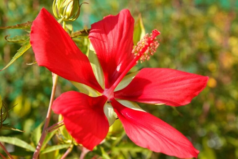 The Ultimate ‘T’ Flower List: Rare, Radiant, and Totally Unexpected ...