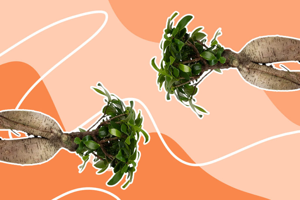 How to Grow Ficus Ginseng Plants at Home - Petal Republic