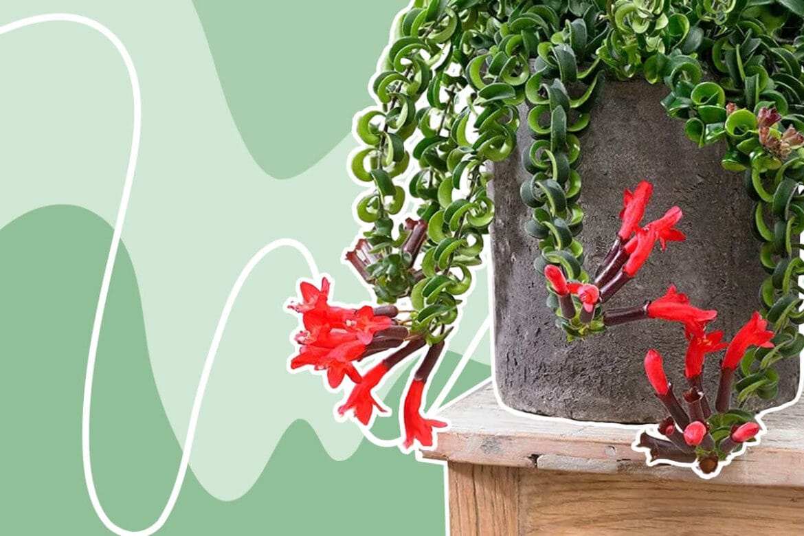 Lipstick Plant Care at Home (Aeschynanthus Radicans) - Petal Republic
