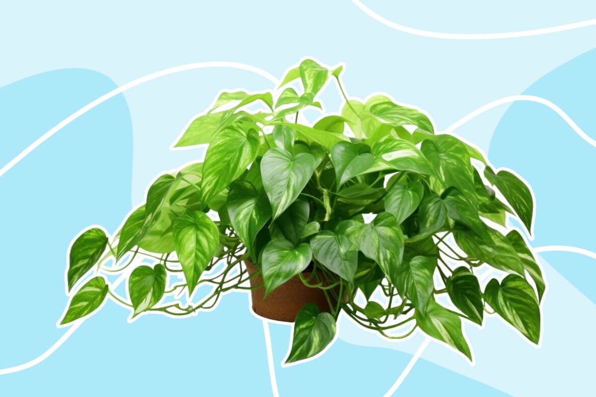 The Ultimate Variegated Pothos Care Guide - Petal Republic
