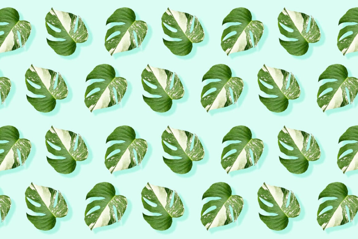 Variegated Monstera Plants: Your Essential Guide - Petal Republic