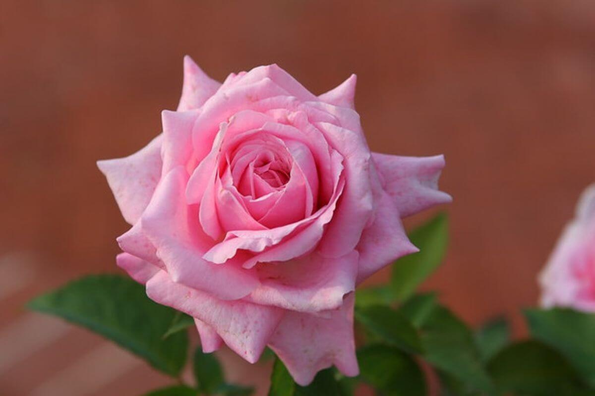 The Best Disease-Resistant Roses for a Beautiful Garden - Petal Republic