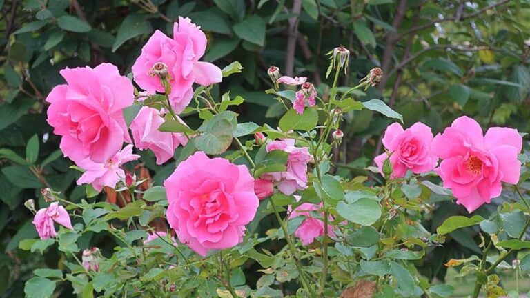 The Best Disease-Resistant Roses for a Beautiful Garden - Petal Republic