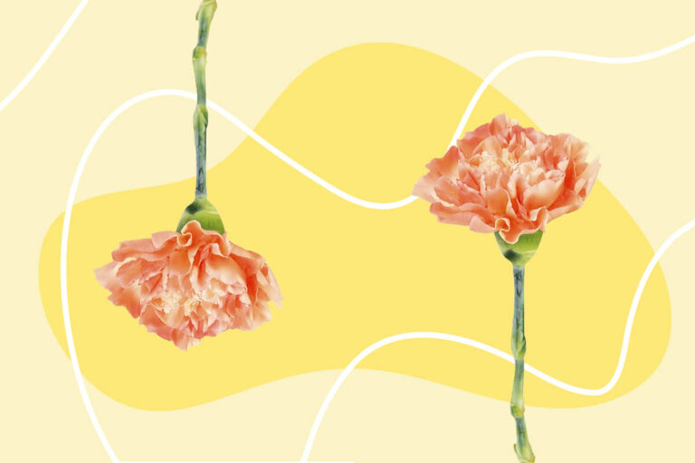 Carnation Flowers and Their Symbolic Meanings - Petal Republic