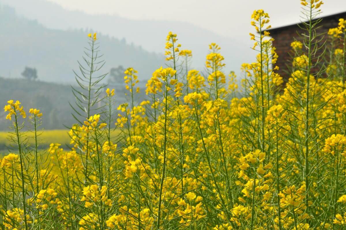 17 Beautiful Wildflower Meadows You Have To Visit - Petal Republic