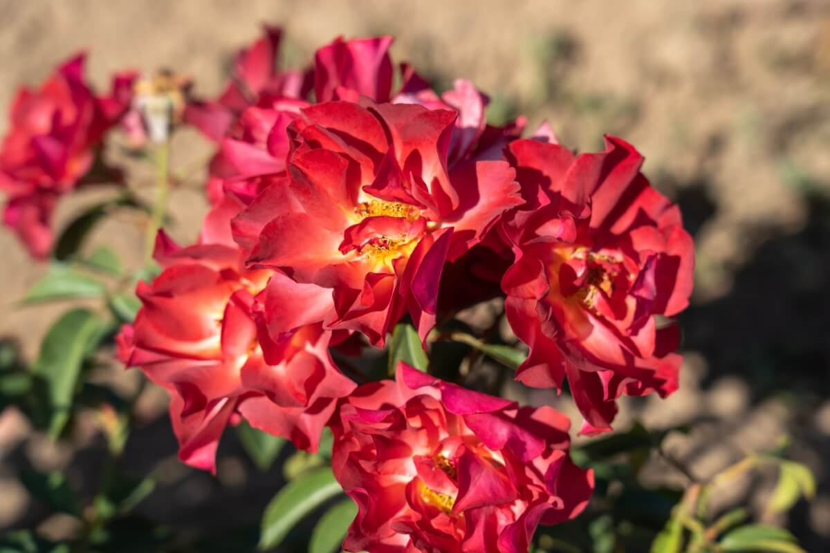 The Best Disease-Resistant Roses for a Beautiful Garden - Petal Republic