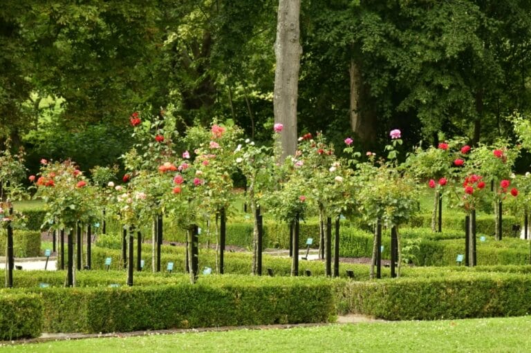 30 Best Rose Gardens in the World You Have To Visit - Petal Republic