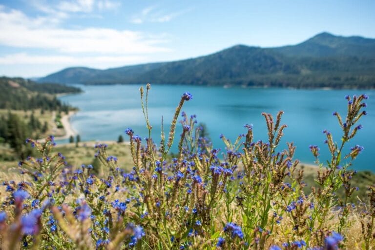17 Beautiful Wildflower Meadows You Have To Visit - Petal Republic