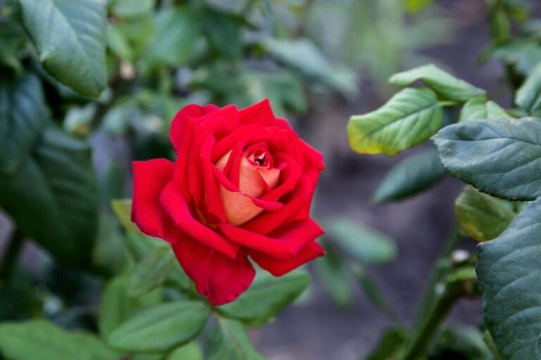 The Fascinating Process of Rose Hybridization - Petal Republic