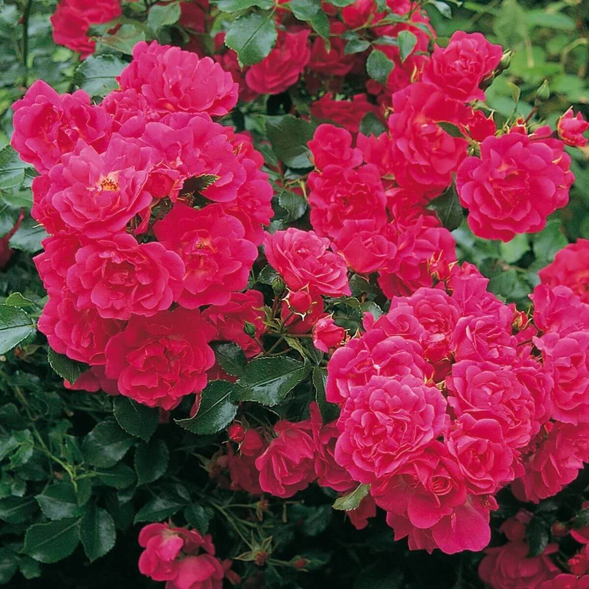 The Best Disease-Resistant Roses for a Beautiful Garden - Petal Republic