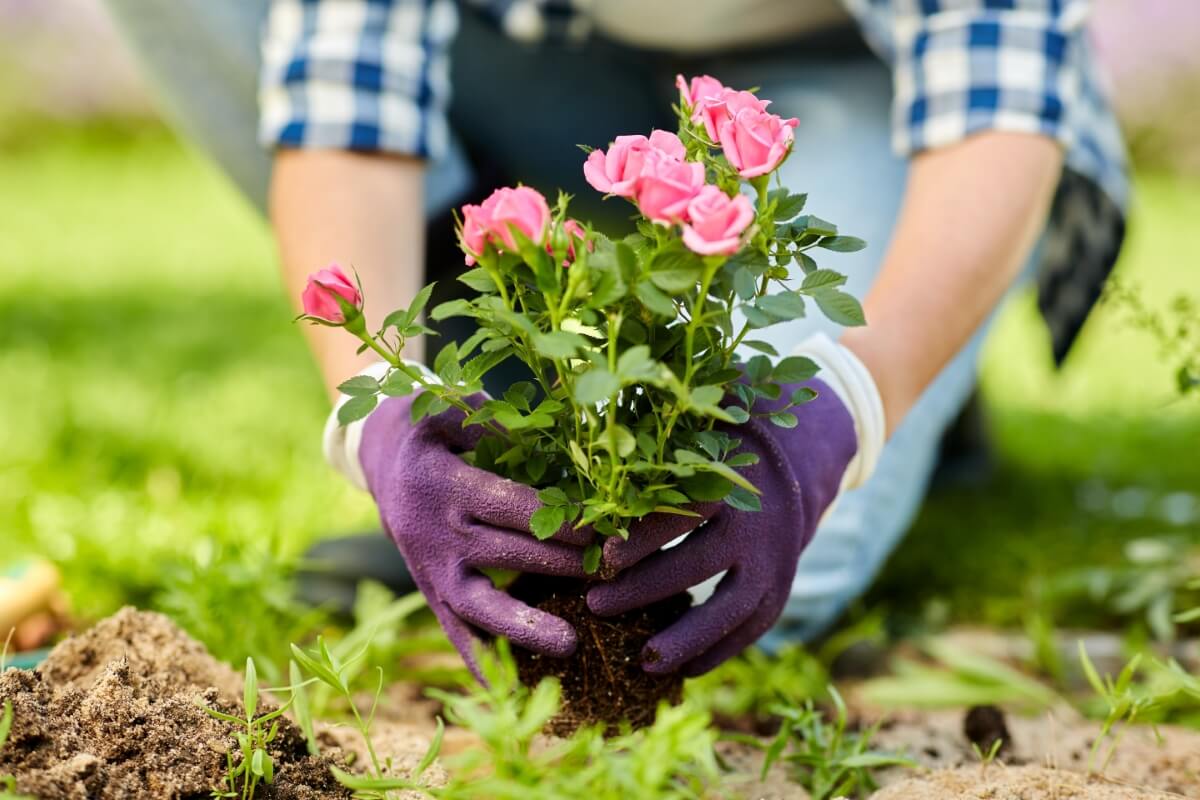 Optimizing Airflow and Spacing for Healthy Rose Plants - Petal Republic