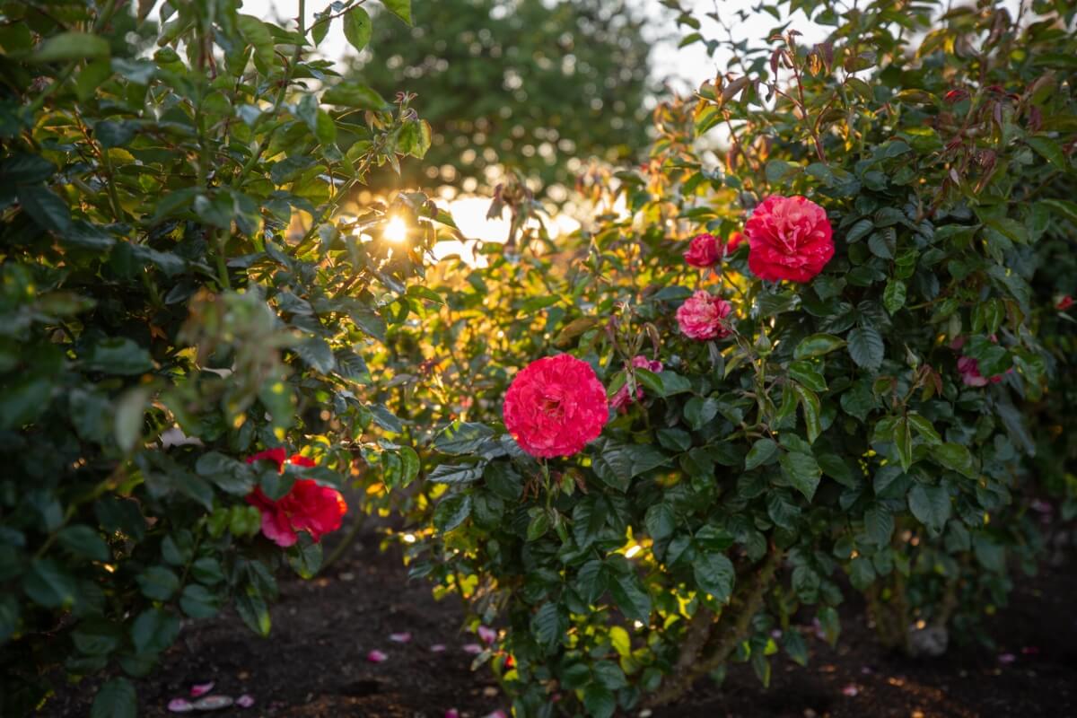 30 Best Rose Gardens in the World You Have To Visit - Petal Republic