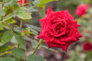 The Best Disease-Resistant Roses for a Beautiful Garden - Petal Republic