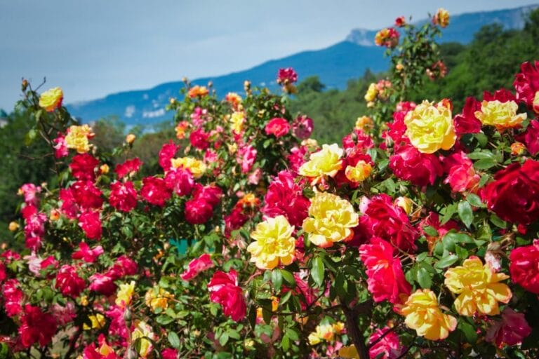 30 Best Rose Gardens in the World You Have To Visit - Petal Republic