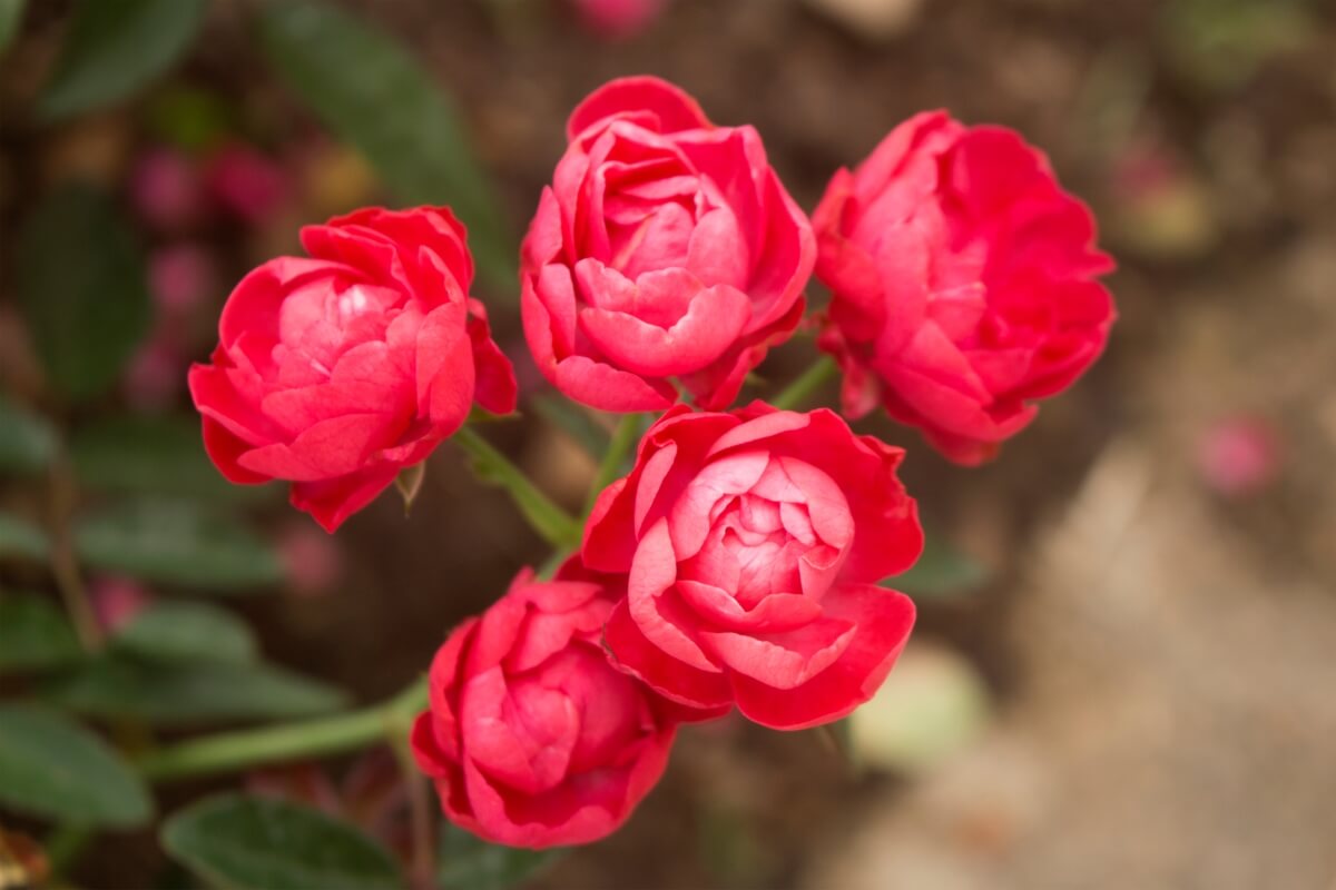 The Best Disease-Resistant Roses for a Beautiful Garden - Petal Republic