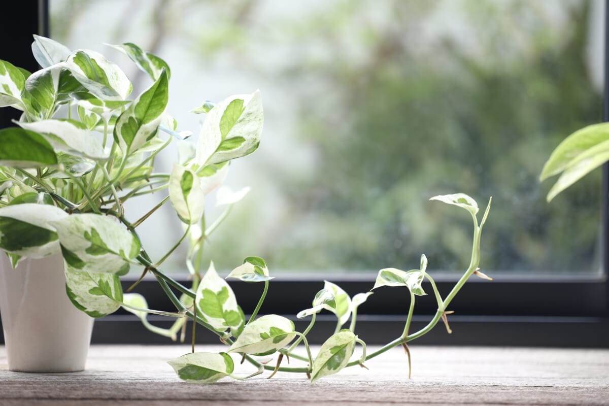 These Plants Look Incredible Next to Monstera — My Top Companion Picks ...