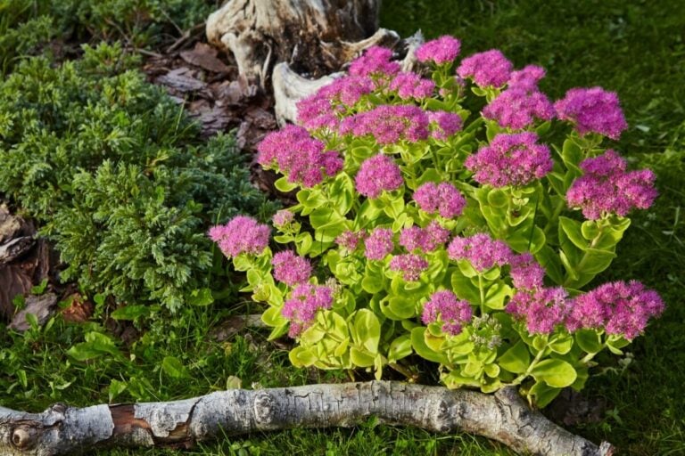 27 Full Sun Perennials: Beautiful Flowers for Sun-Loving Gardens ...