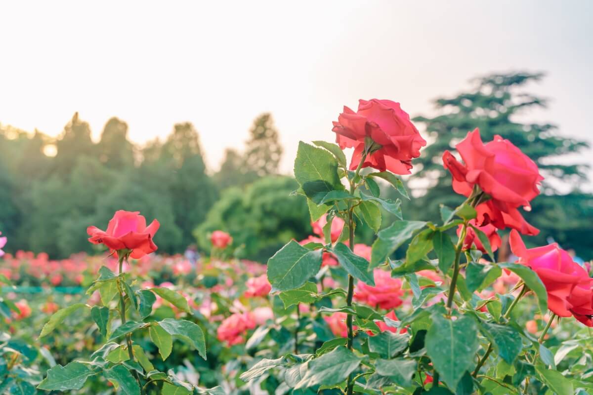 The Fascinating Process of Rose Hybridization - Petal Republic