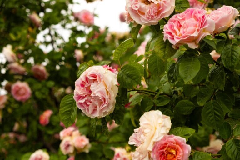 The Fascinating Process of Rose Hybridization - Petal Republic
