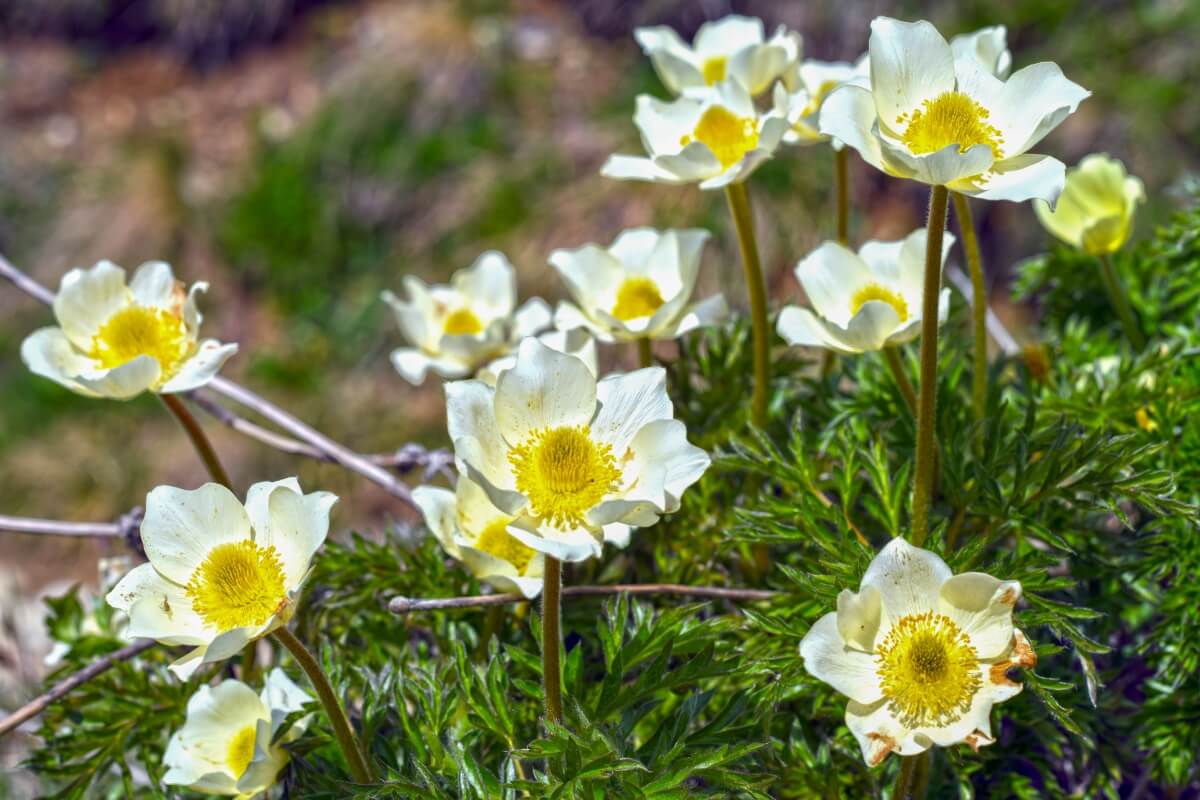 30 Beautiful Native Italian Flowers to Admire - Petal Republic