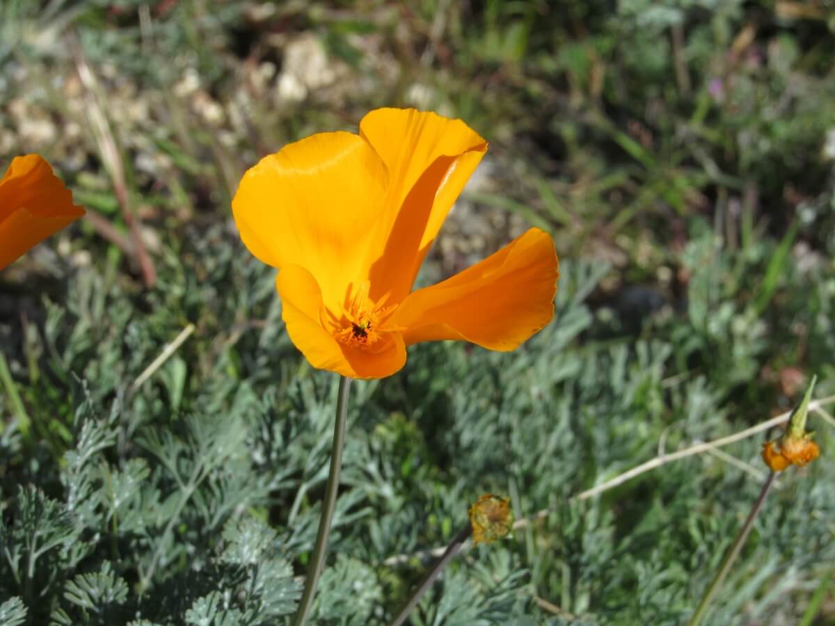 50 Native Arizona Wildflowers and Plants - Petal Republic