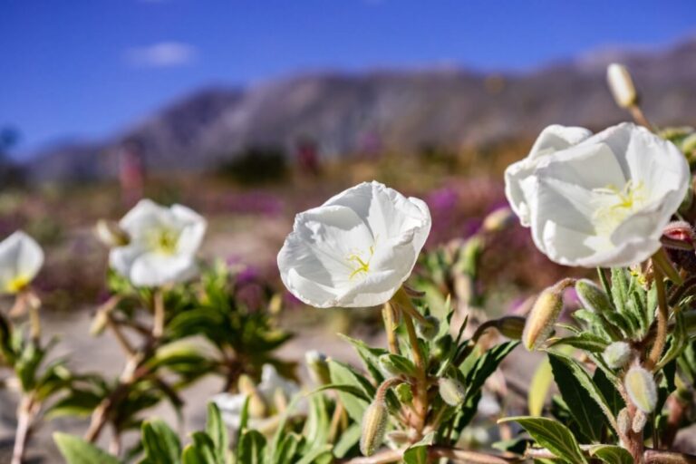 50 Native Arizona Wildflowers and Plants - Petal Republic