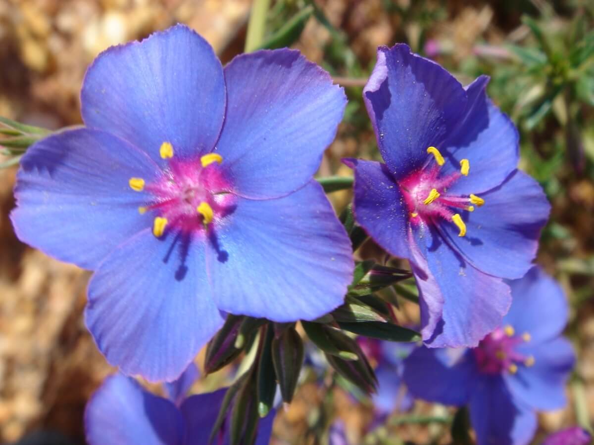 30 Beautiful Native Spanish Flowers to Admire - Petal Republic