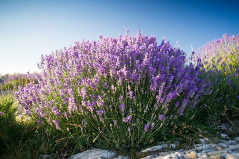 30 Beautiful Native Spanish Flowers to Admire - Petal Republic