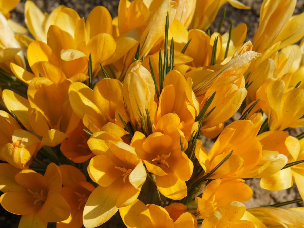 30 Beautiful Native Spanish Flowers to Admire - Petal Republic