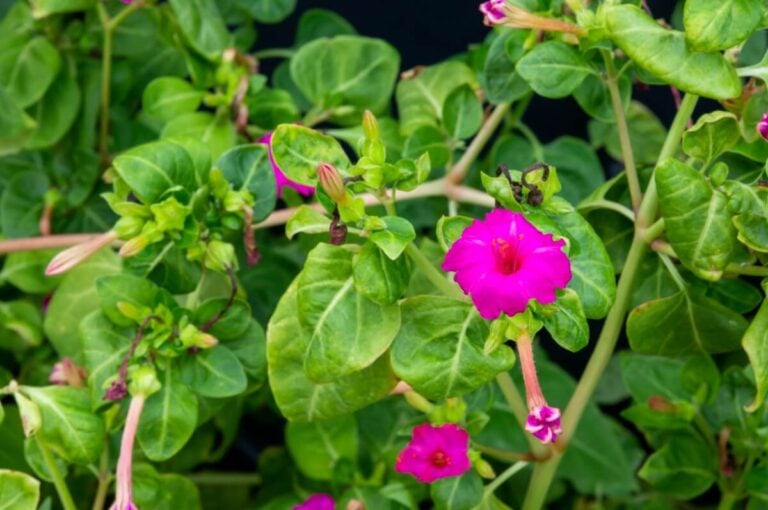 50 Native Arizona Wildflowers and Plants - Petal Republic