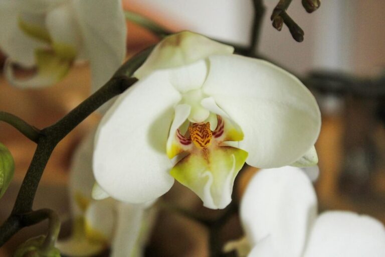 8 Essential Elements of Floral Design - Petal Republic