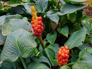 30 Beautiful Native Italian Flowers to Admire - Petal Republic