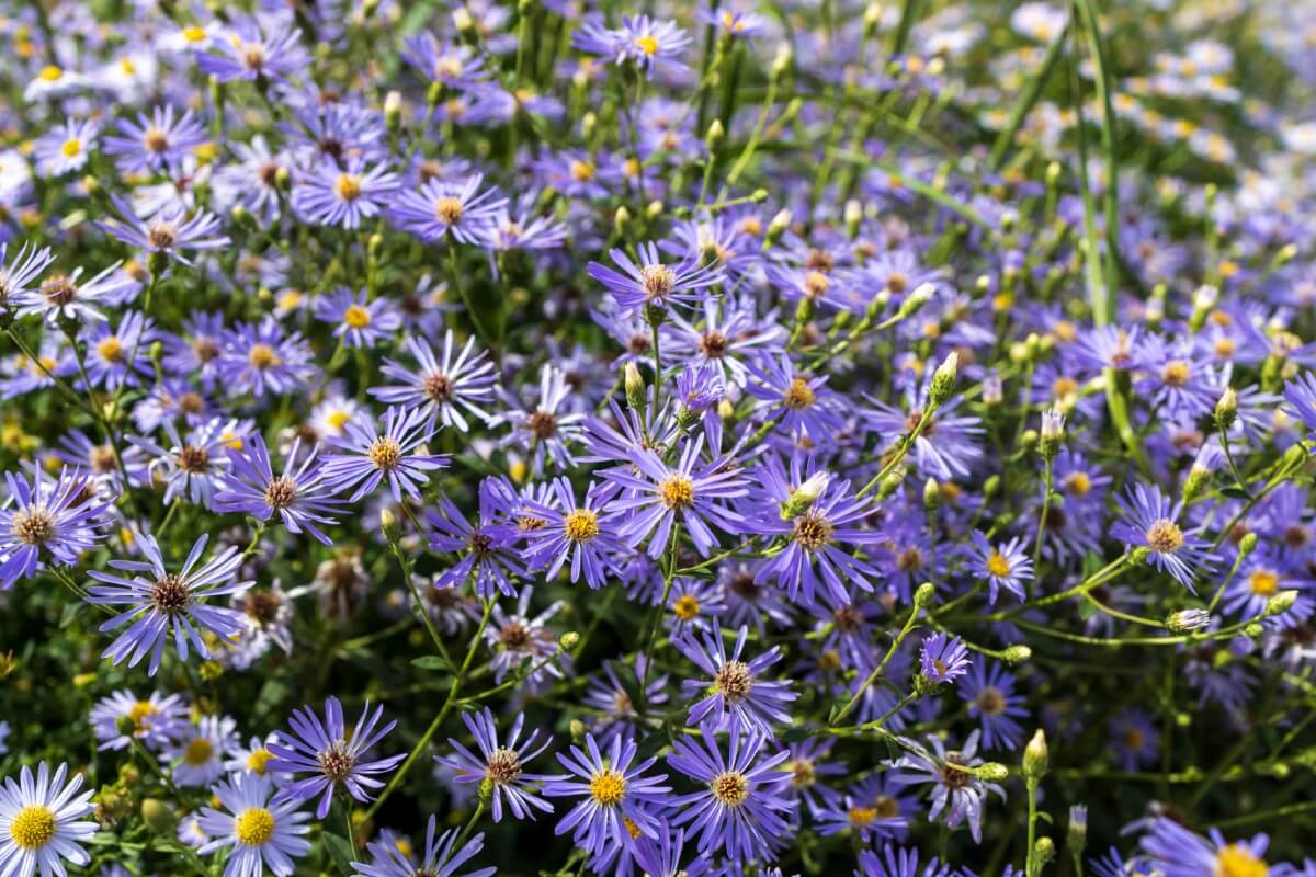 30 Beautiful Native Italian Flowers to Admire - Petal Republic