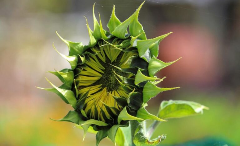 9 Essential Principles of Floral Design - Petal Republic