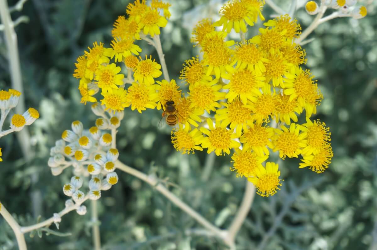 30 Beautiful Native Spanish Flowers to Admire - Petal Republic