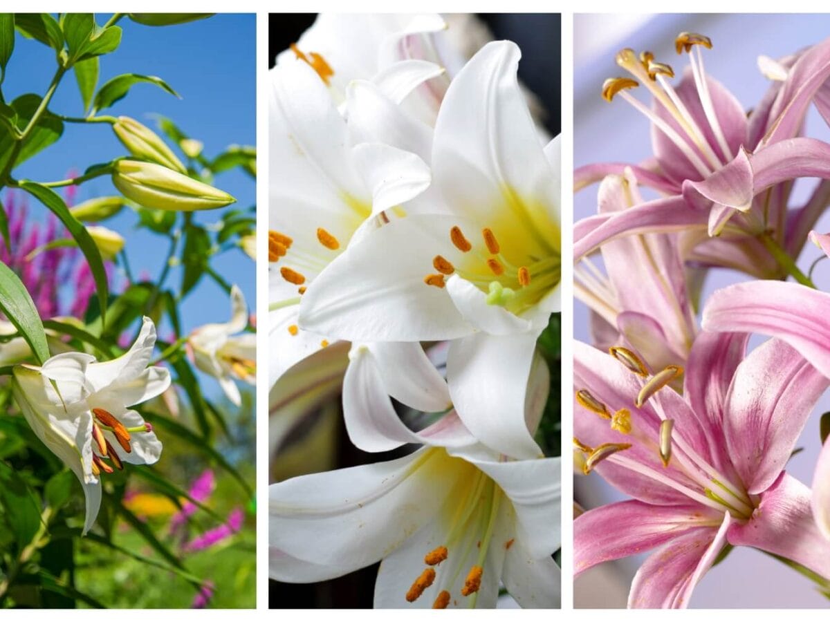 What Are The Diffe Types Of Lily Flowers And Their Meanings ...