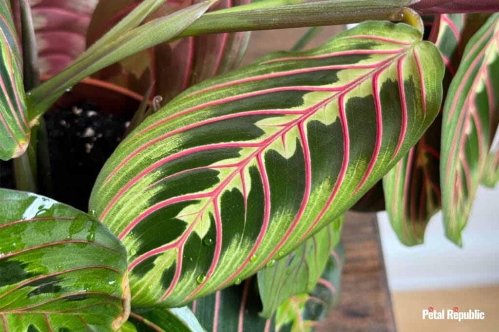 Prayer Plant Care and Essential Growing Tips - Petal Republic
