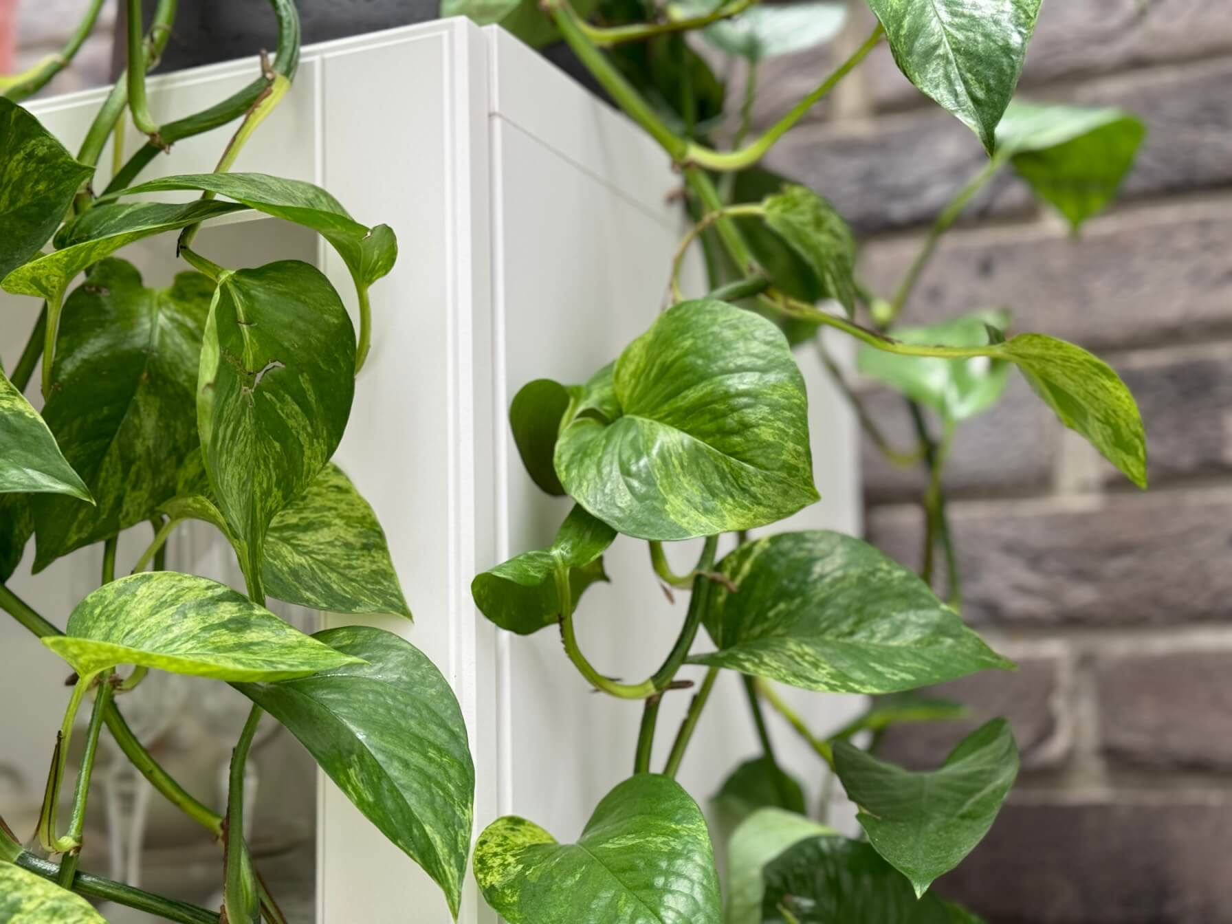 Feng Shui-Friendly Hanging Plants: 10 Top Picks for Your Space - Petal ...