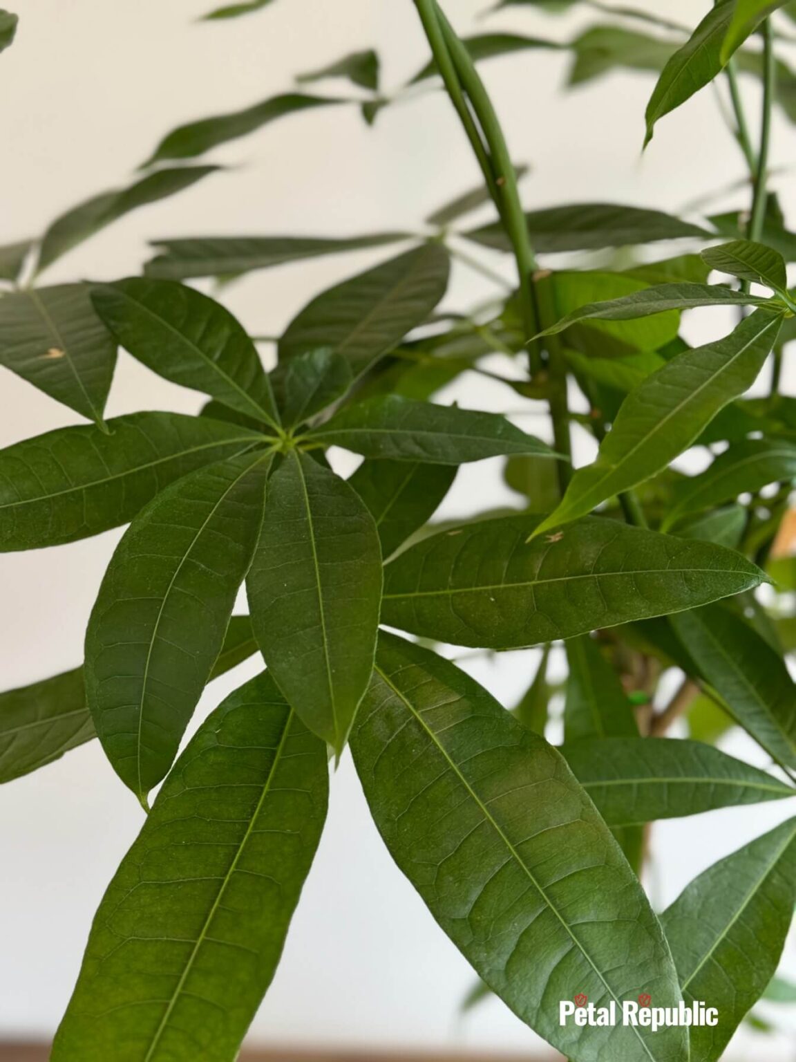 11 Amazing Uses and Benefits of Money Tree Plants - Petal Republic